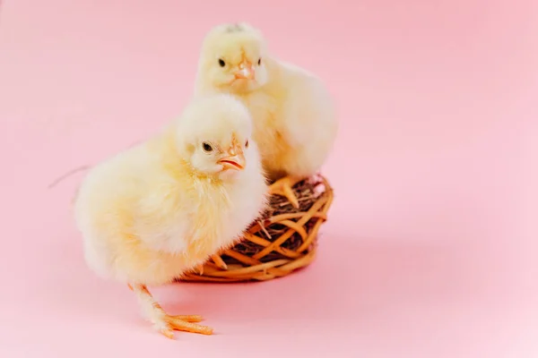 Pollitos ilustrado fotos de stock, imágenes de Pollitos ilustrado sin ...