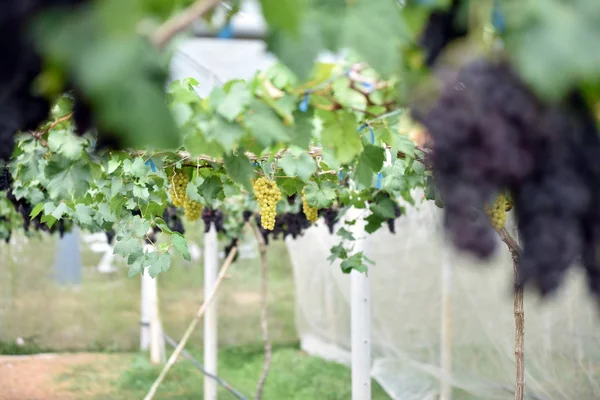 Grapevine growth stages Stock Photos, Royalty Free Grapevine growth ...