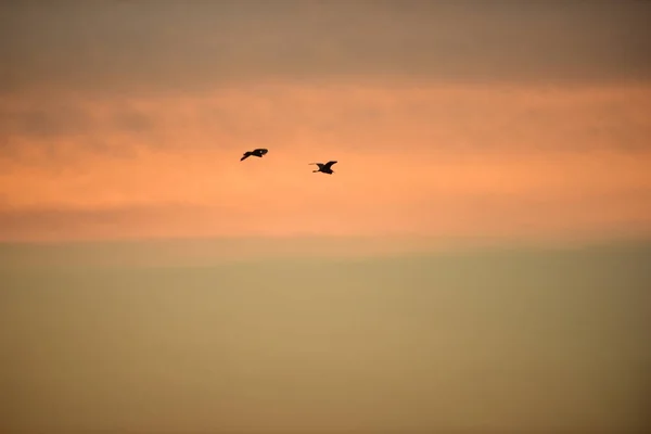 Birds sunrise Stock Photos, Royalty Free Birds sunrise Images ...