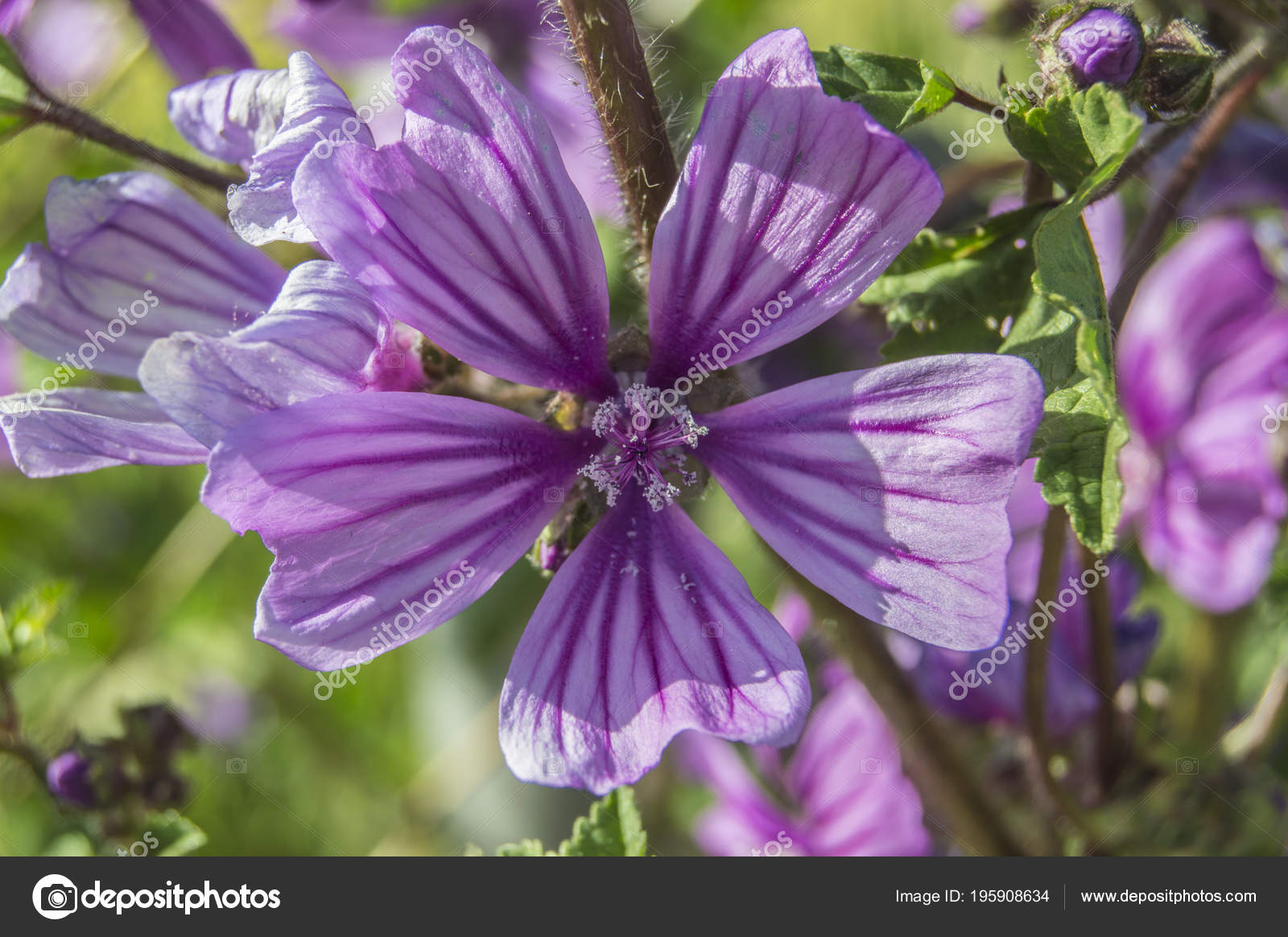Common Mallow Close Common Mallow Stock Photo by ©claverinza 195908634