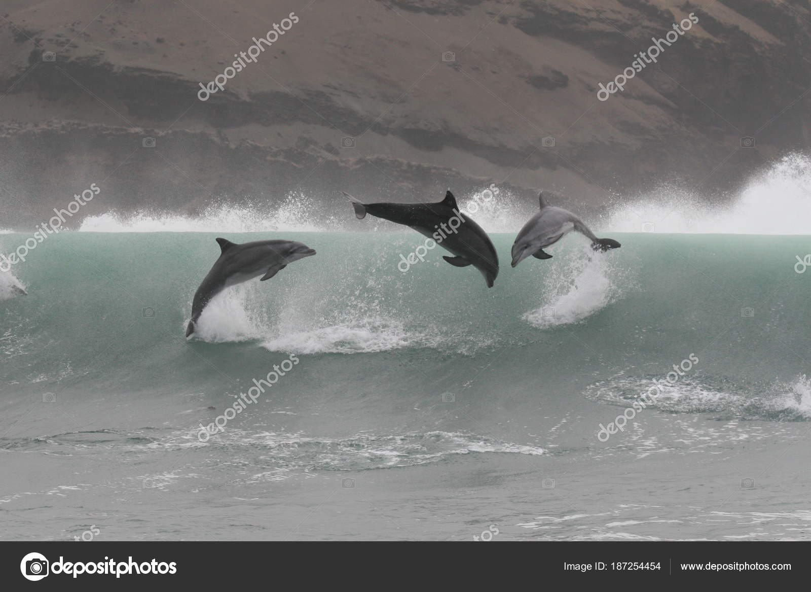 Delfines Mulares Salvajes Saltando Costa Perú — Foto de stock ...