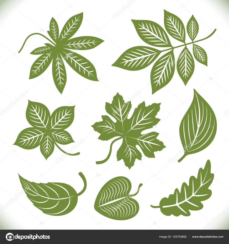 Green leaves shapes vector set isolated on white background. Stock ...
