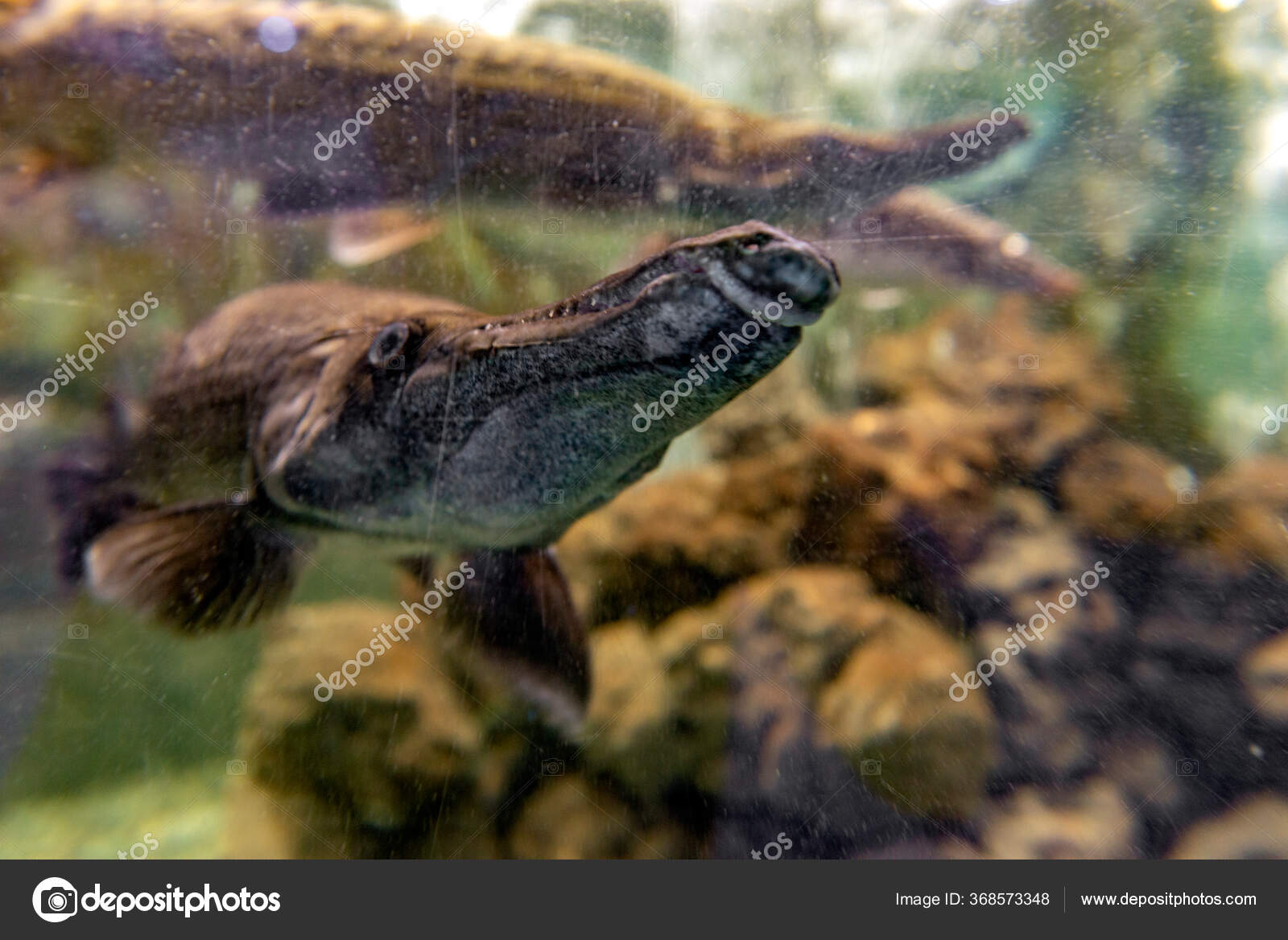Spotted Gar Fish Aka Lepisosteus Oculatus Aquarium Stock Photo by ...