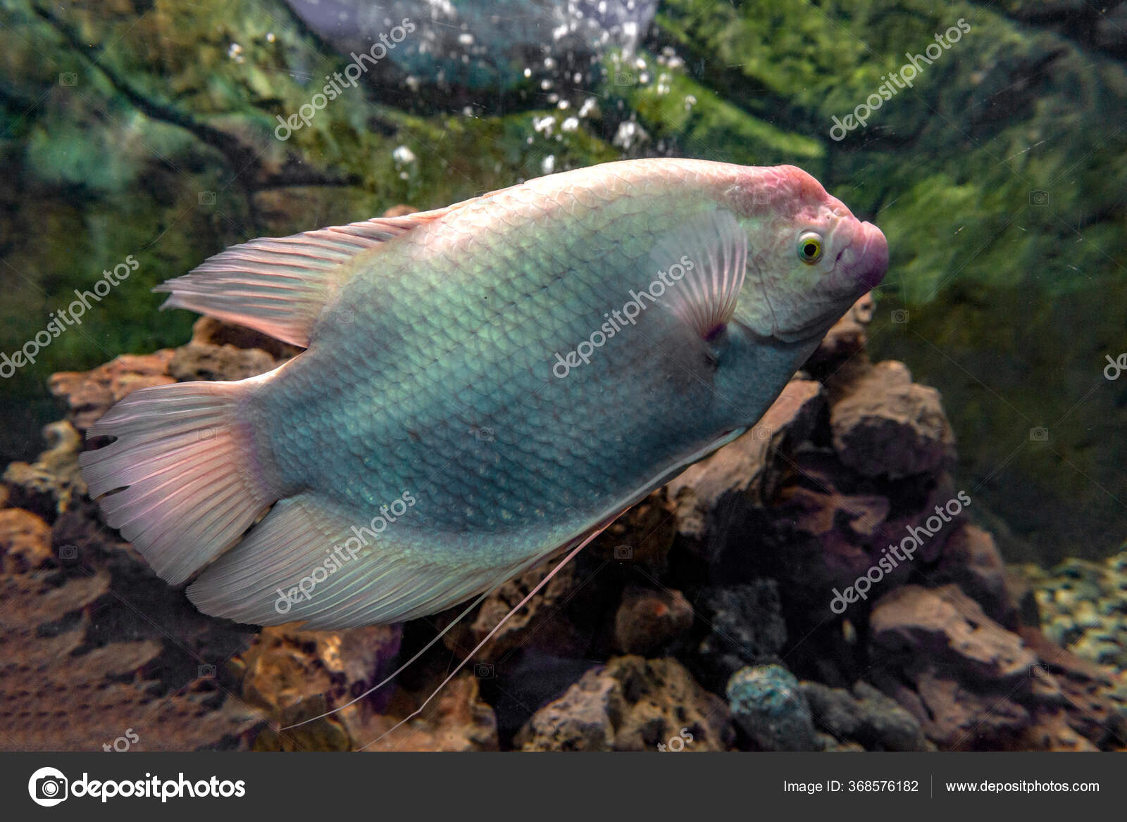 White Giant Gourami Fish