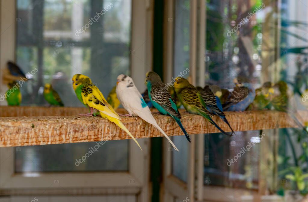Periquitos (Melopsittacus undulatus) también conocido como periquito ...