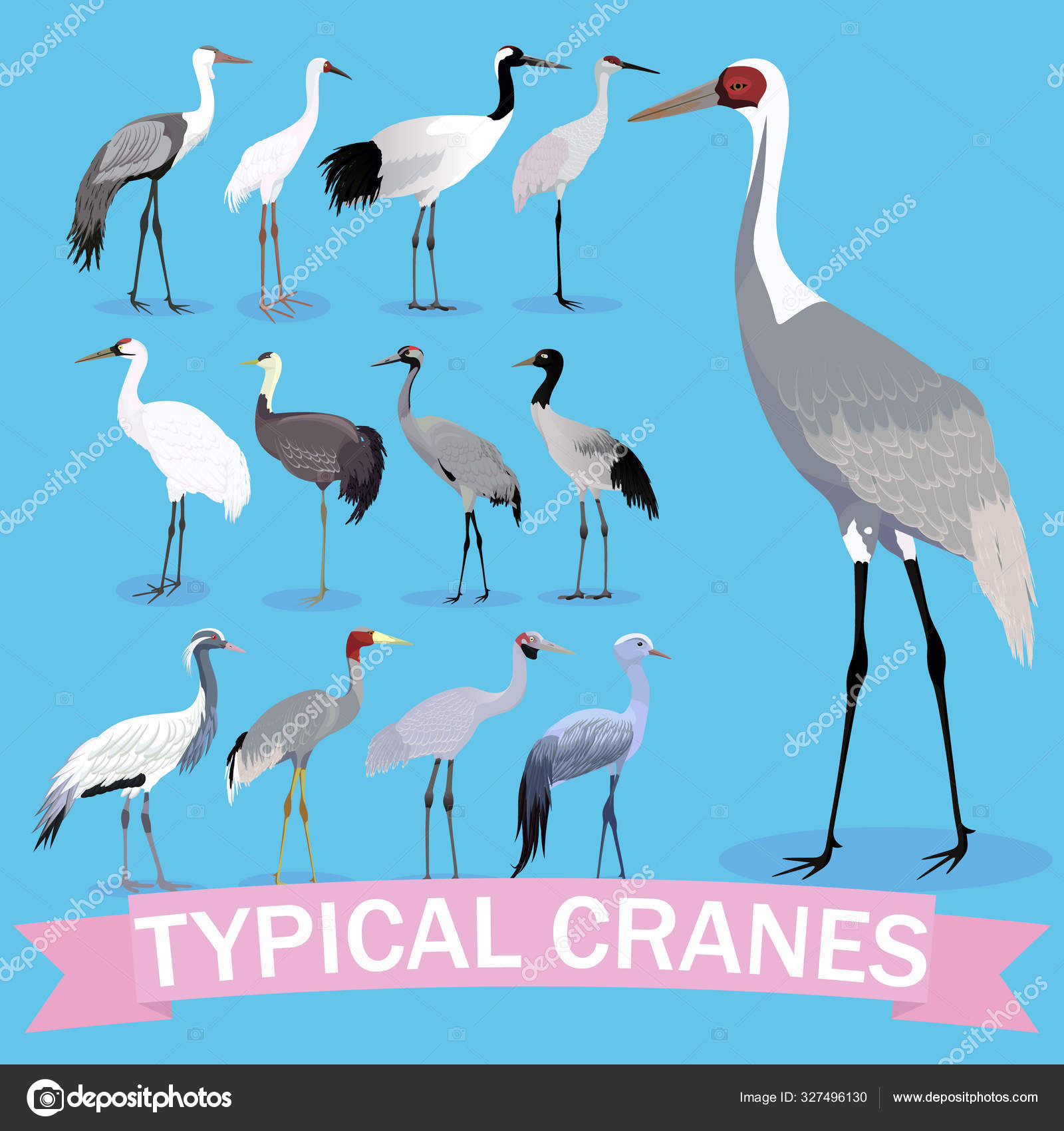 Cartoon Whooping Crane