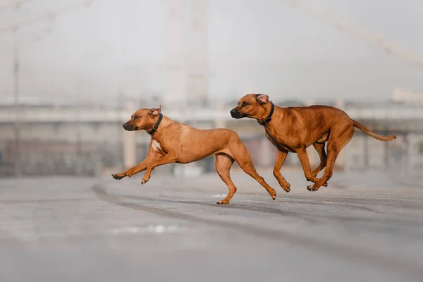 Rhodesian Ridgebacks Running