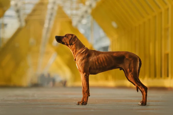 Rhodesian ridgeback Stock Photos, Royalty Free Rhodesian ridgeback ...