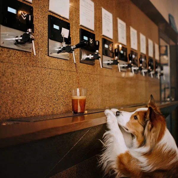 Dog at bar Stock Photos, Royalty Free Dog at bar Images | Depositphotos