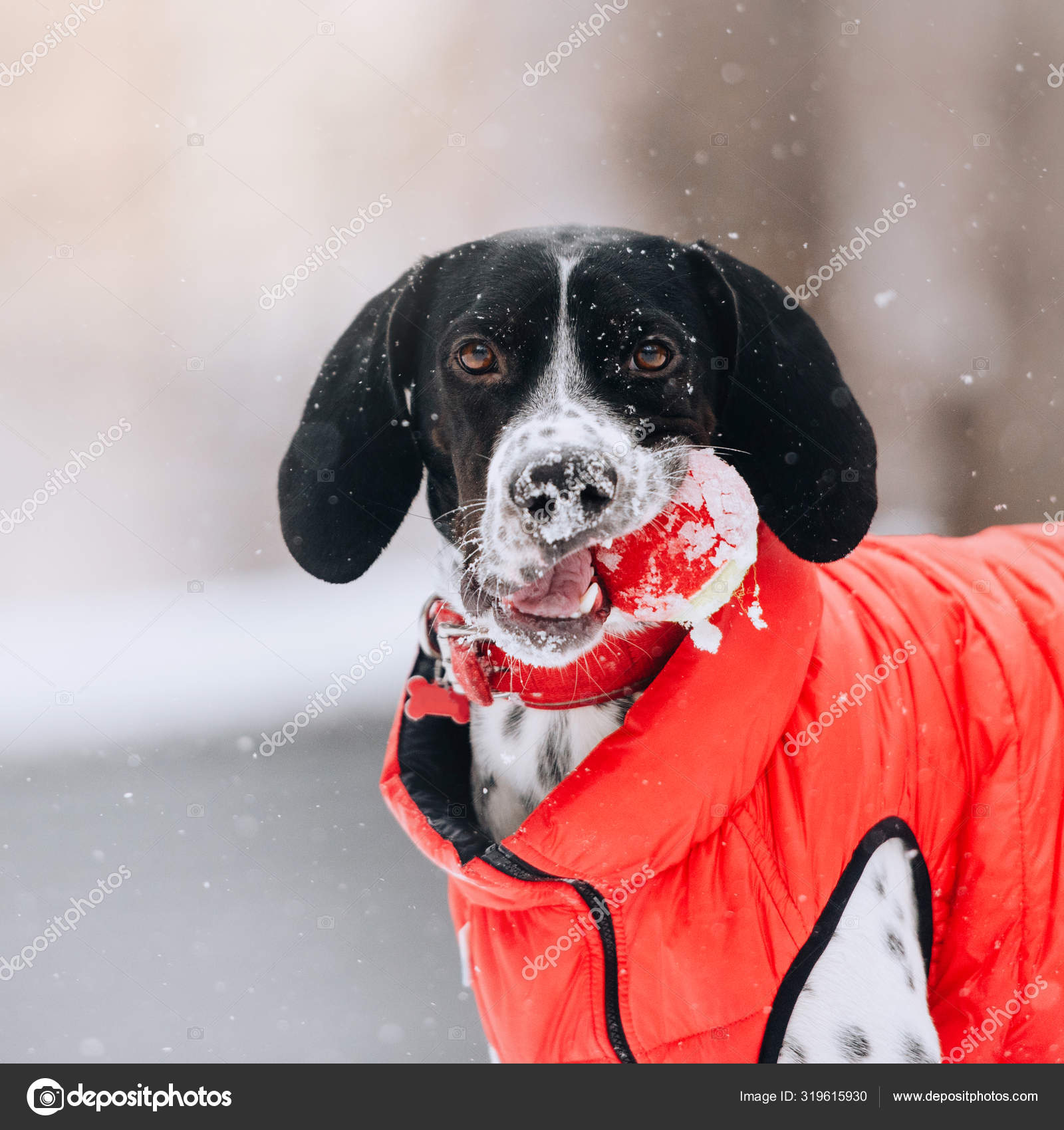 Pointer Beagle Hound Mix