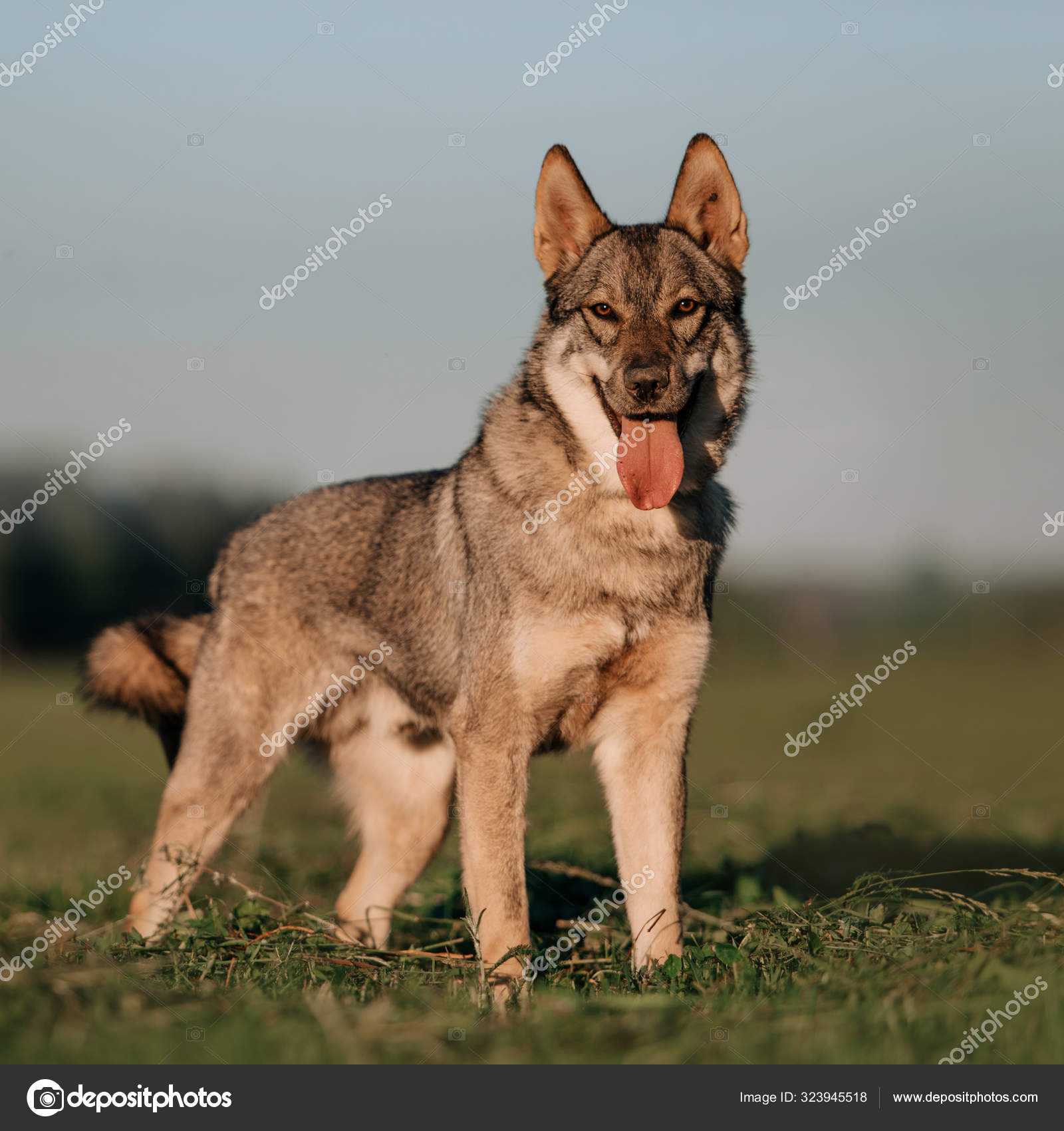 German Shepherd Grey Wolf Mix | ppgbbe.intranet.biologia.ufrj.br