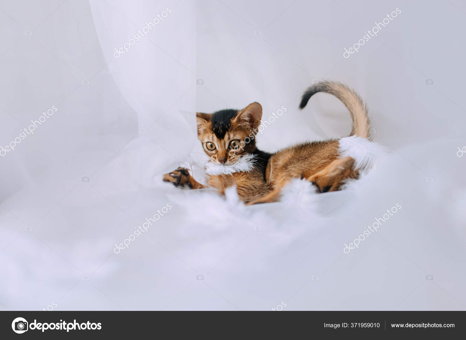 Abyssinian Calico