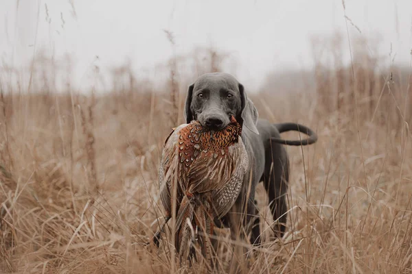 Weimaraner Hunting Pheasant