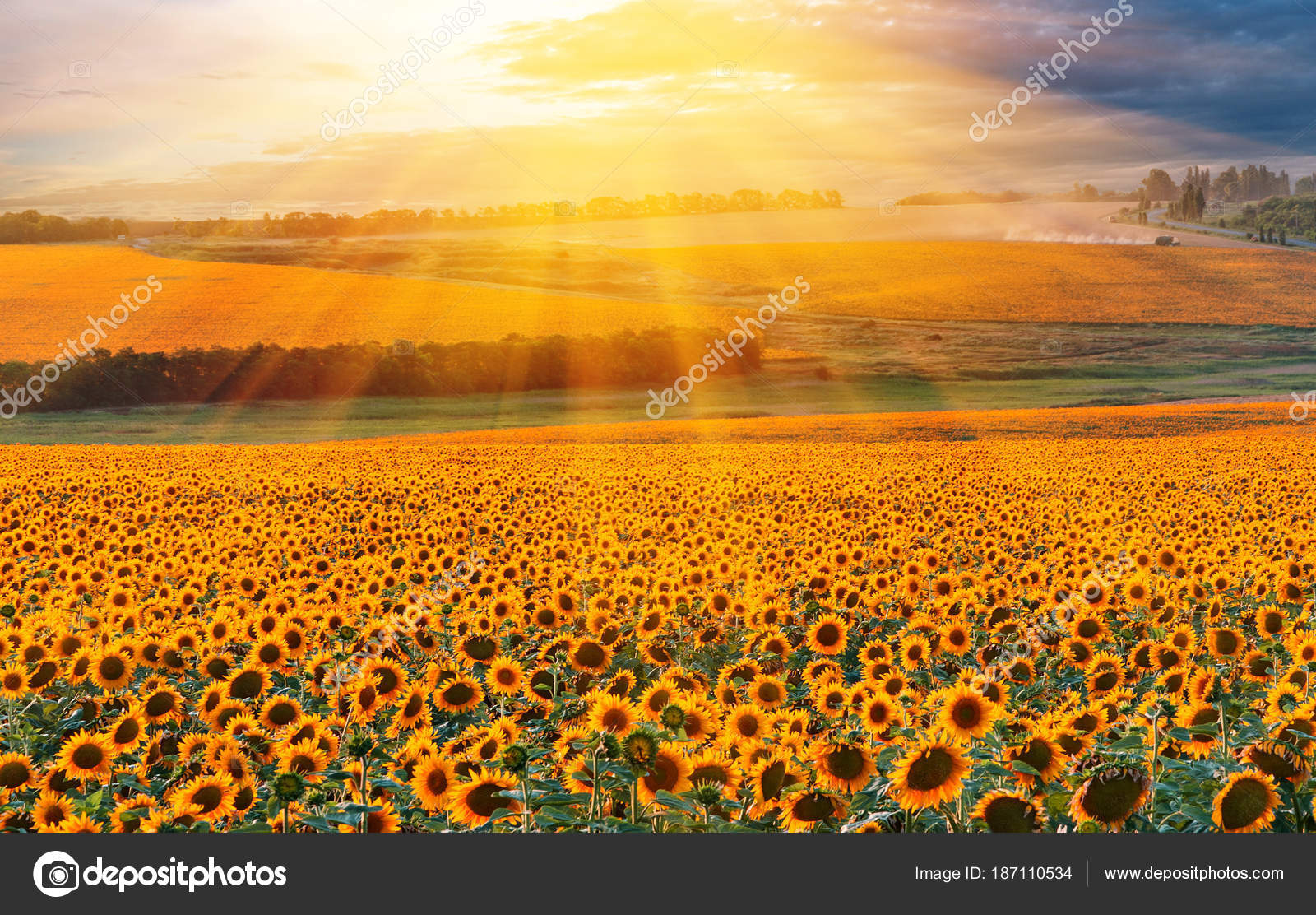 Sunflower Field Sunset