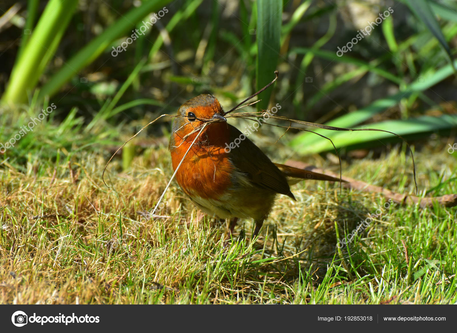 Wild Robin with nesting material in its beak Stock Photo by ©Nimur ...