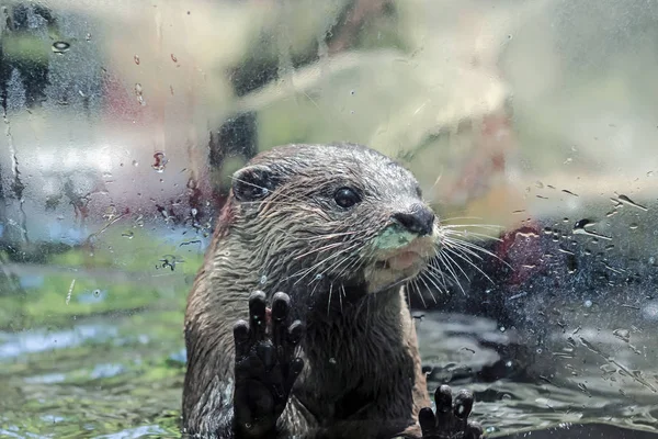 Otter Stock Photos, Royalty Free Otter Images | Depositphotos