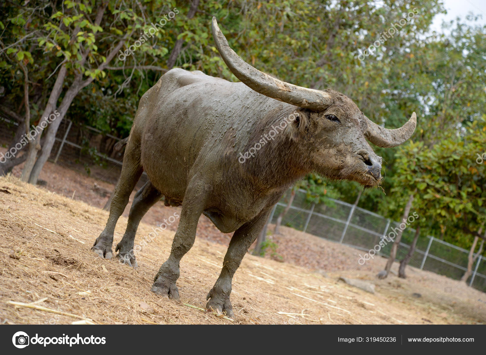 Buffallo — Stock Photo © mazikab #319450236
