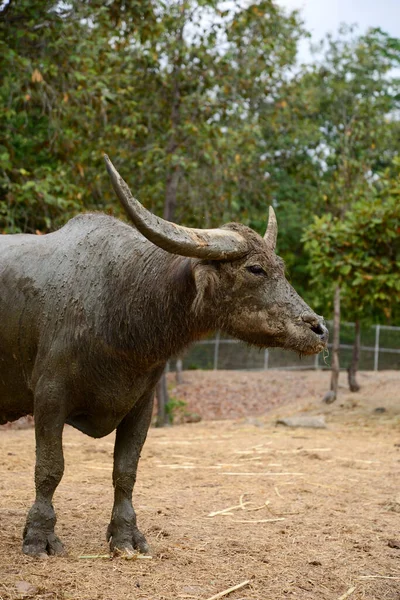 Buffallo Pictures, Buffallo Stock Photos & Images | Depositphotos®