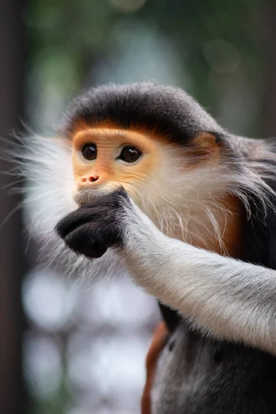 Monkey red lips Stock Photos, Royalty Free Monkey red lips Images ...