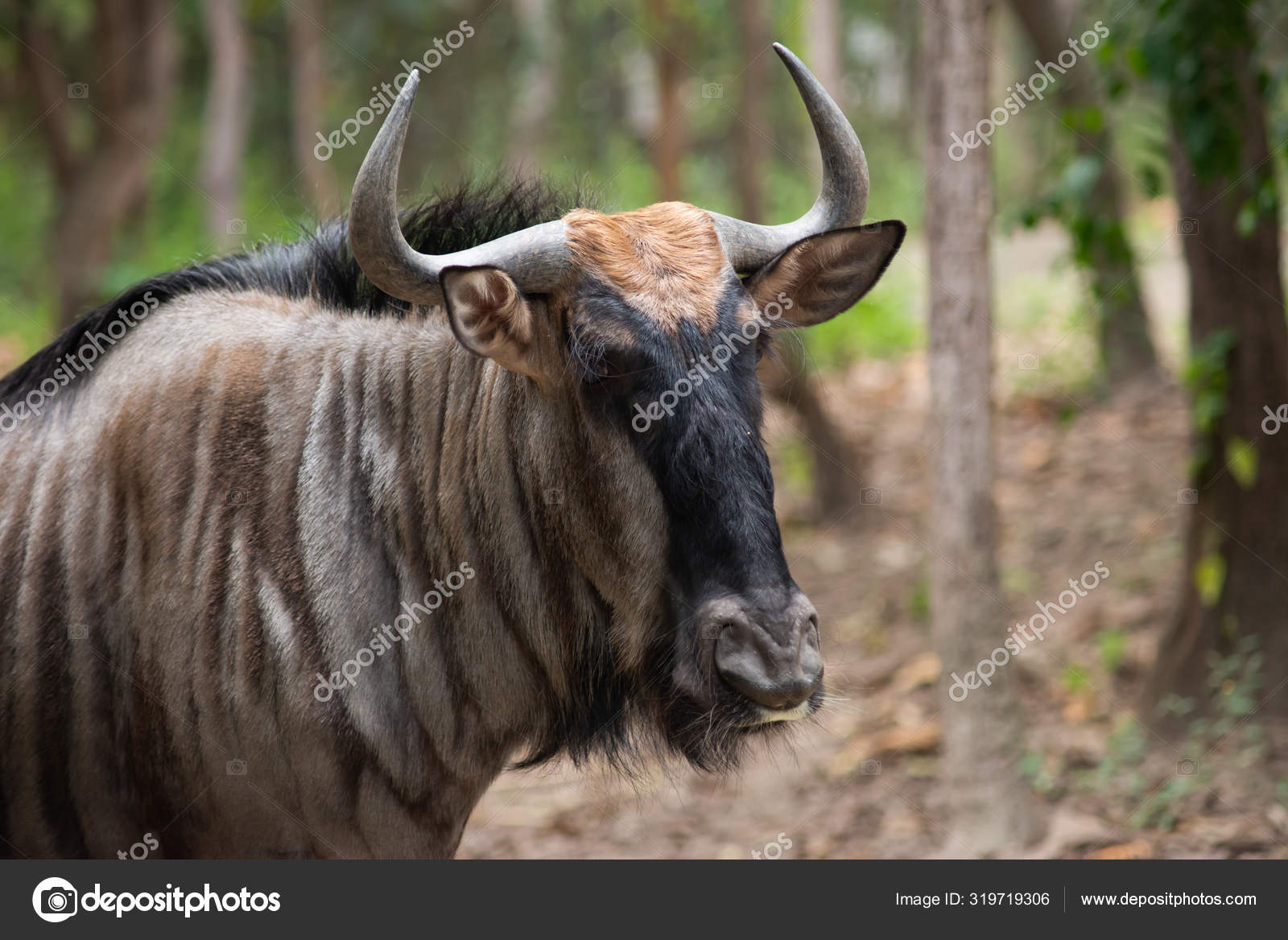 Wilderbeast ⬇ Stock Photo, Image by © mazikab #319719306