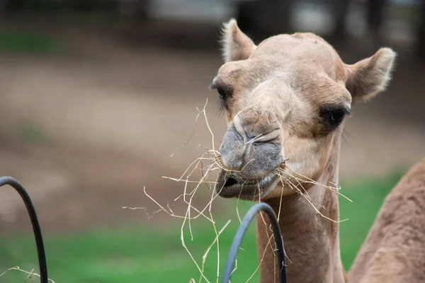 Camello comiendo: fotografía de stock © mazikab #44293585 | Depositphotos