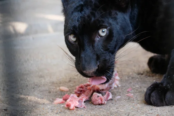 Black Panther Eating