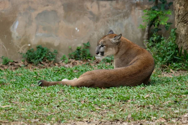 Crouching mountain lion Stock Photos, Royalty Free Crouching mountain ...