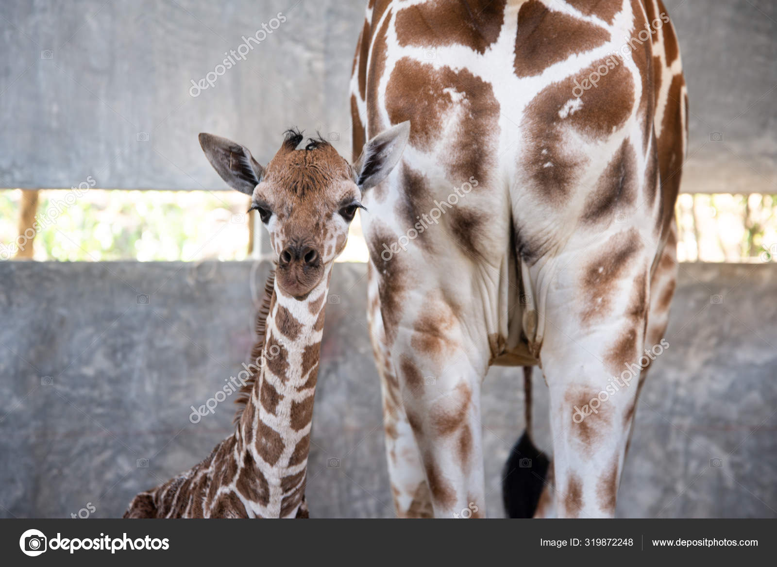 Mom Dad And Baby Giraffe