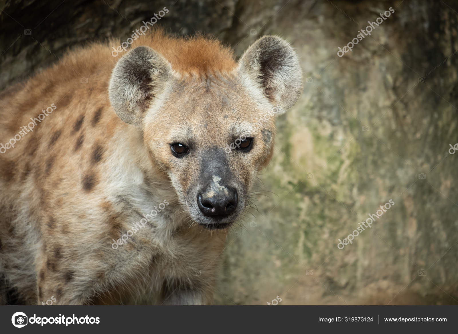 Hyena — Stock Photo © mazikab #319873124
