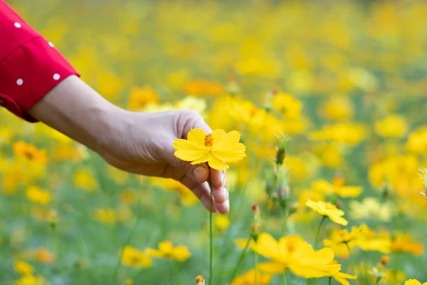 Touching a flower — Stock Photo © mazikab #334302430