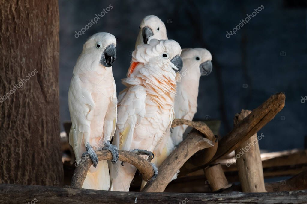 Cacatúa es un ave que es popular como mascota. 2022