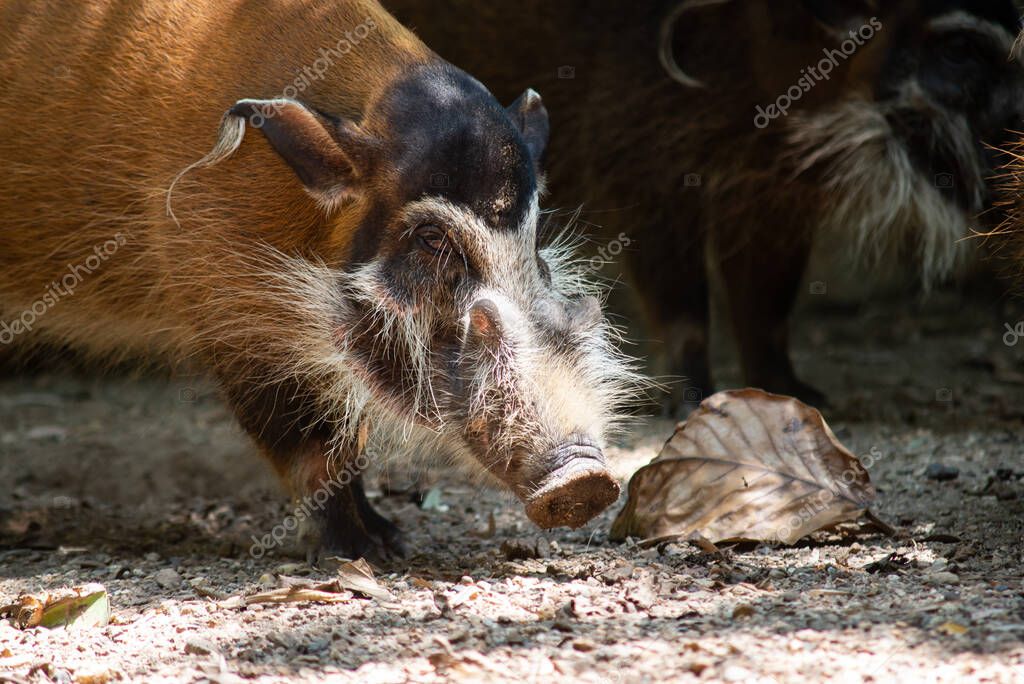 Los cerdos rojos del río vivirán en una variedad de hábitats mientras ...
