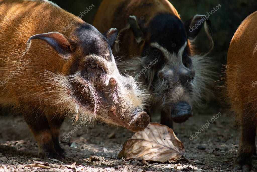 Los cerdos rojos del r o vivir n en una variedad de h bitats mientras ...