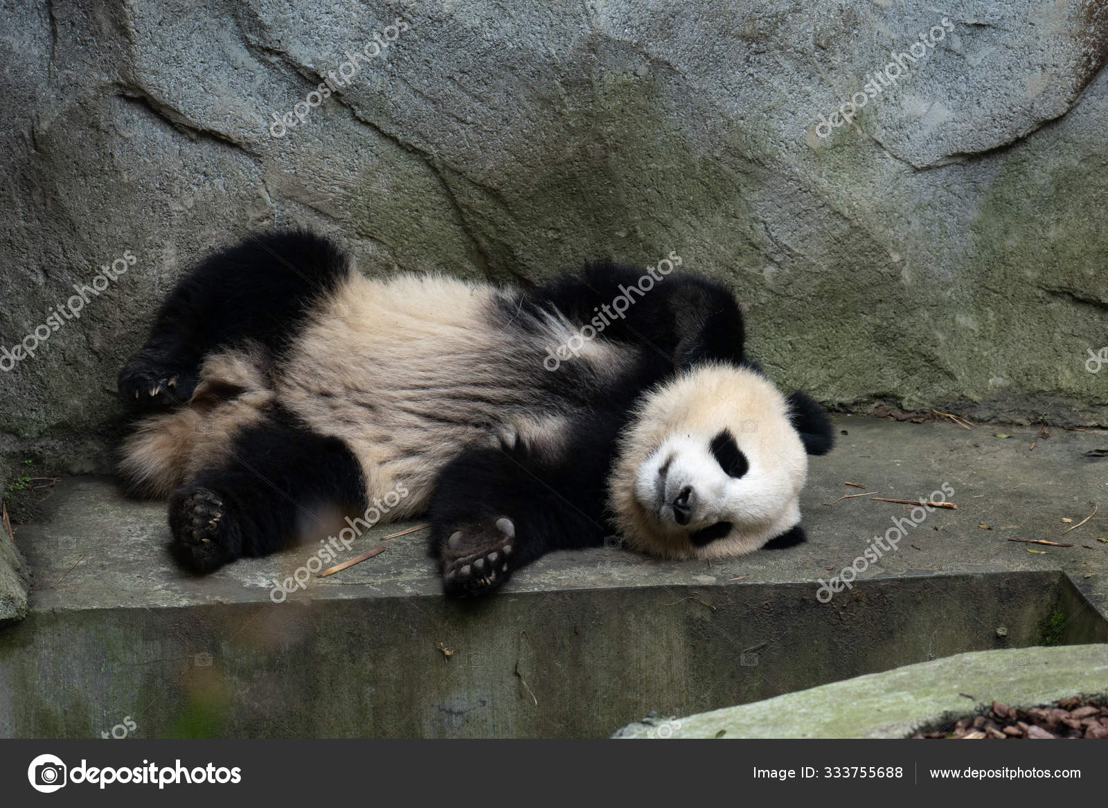 Relaxing Panda