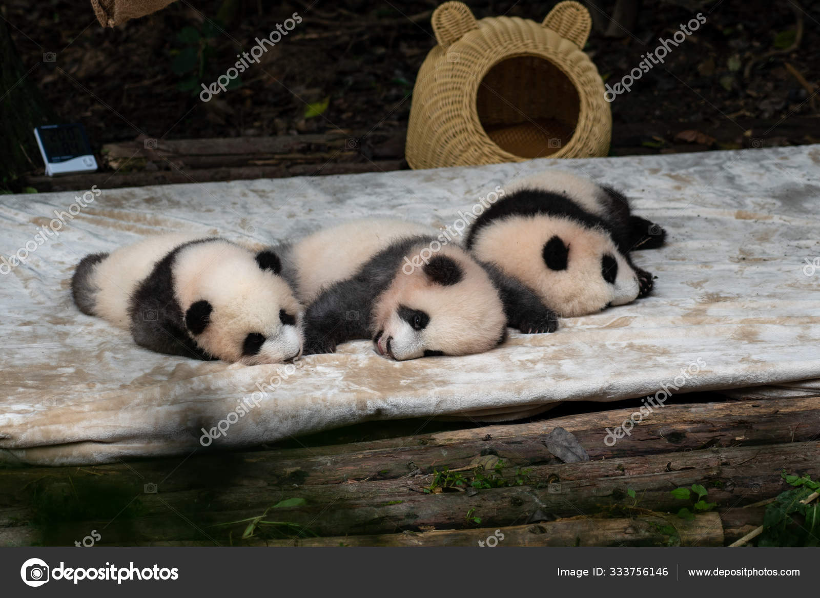 Cute Baby Pandas Sleeping