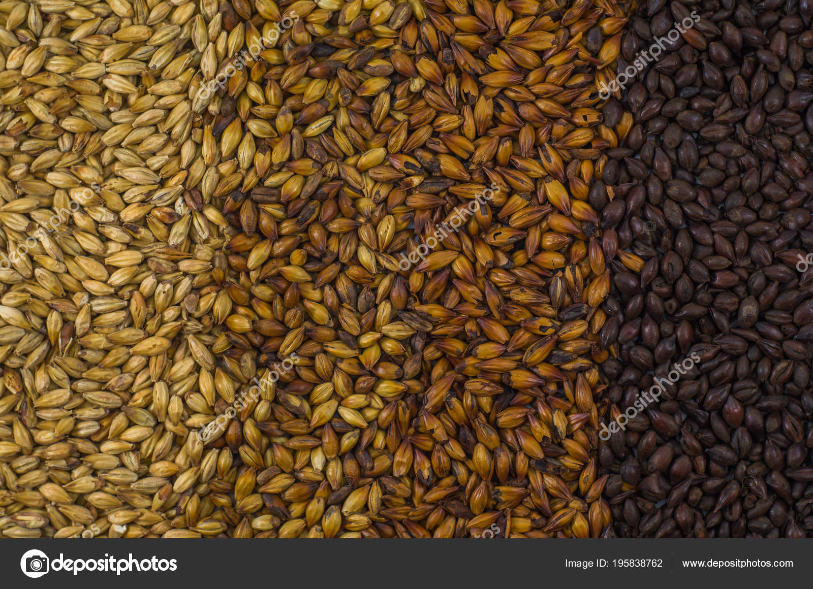 Texture Types Barley Malt Beer Pale Ale Mal Black Gradient — Stock ...