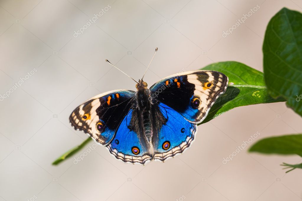 Blue pansy butterfly — Stock Photo © teptong #127235150