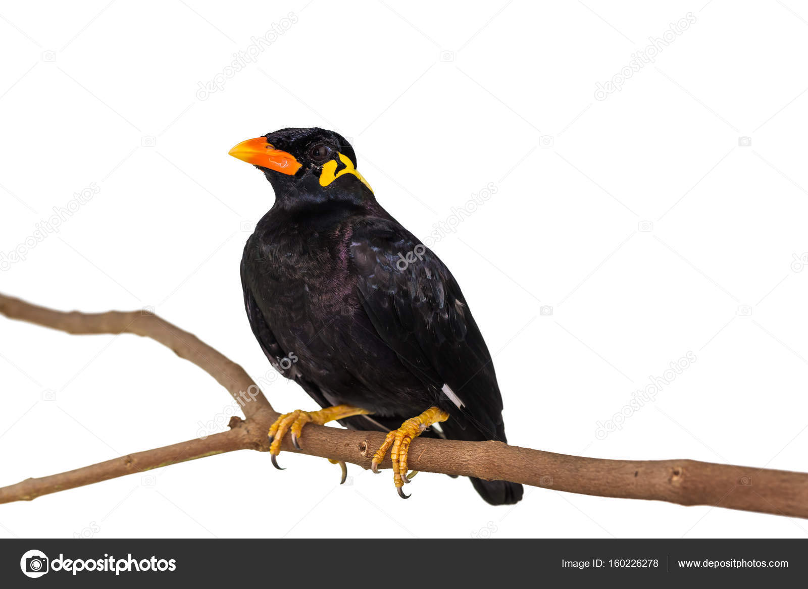Common Hill Myna (Gracula religiosa intermedia) — Stock Photo © teptong ...
