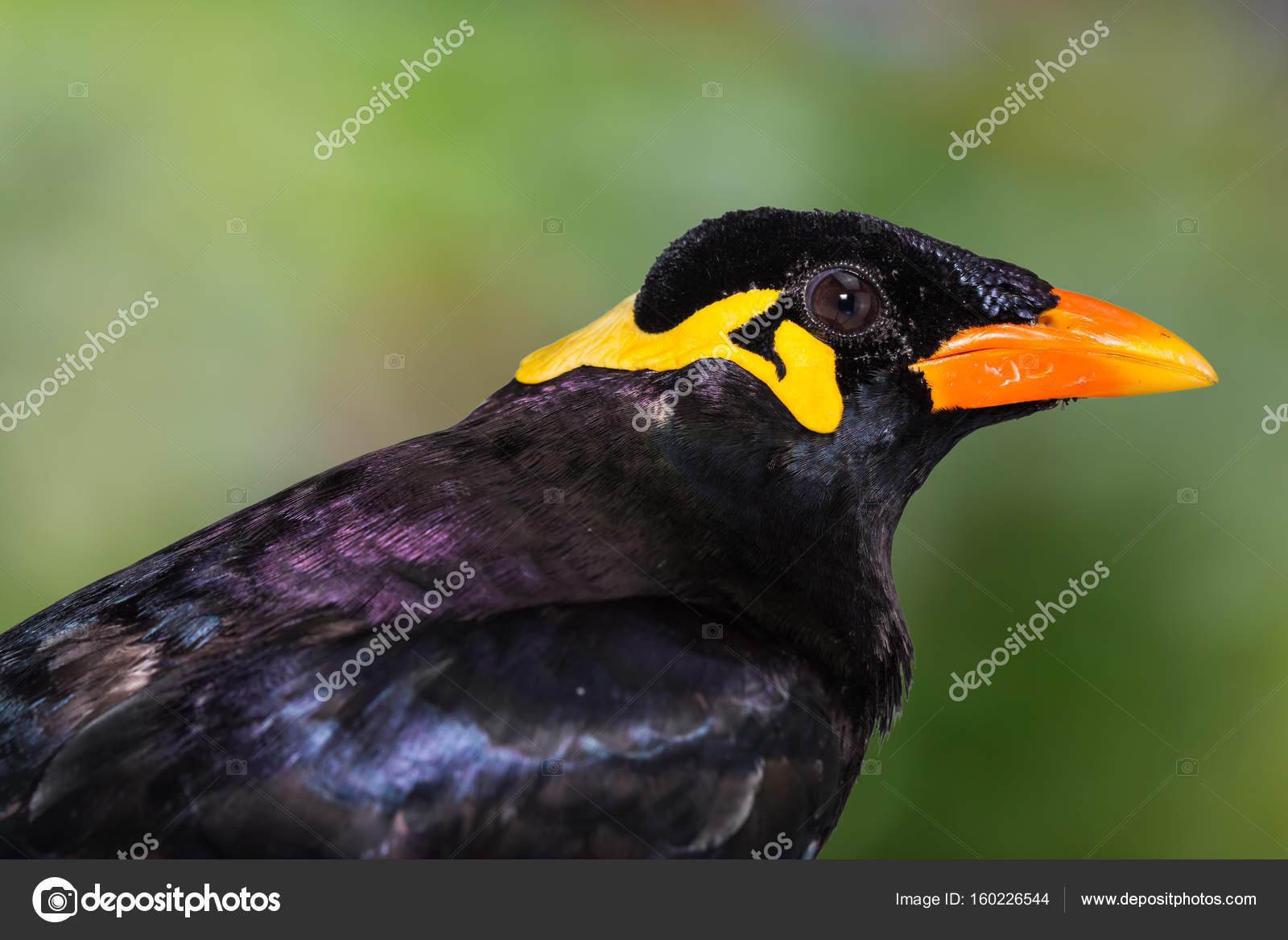 Hill Myna