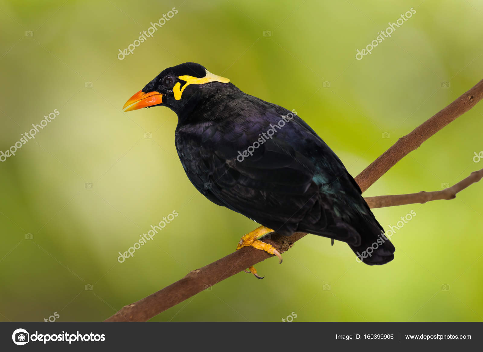 Common Hill Myna (Gracula religiosa intermedia) Stock Photo by ©teptong ...