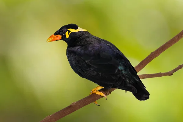 Common Hill Myna (Gracula religiosa intermedia) Stock Photo by ©teptong ...