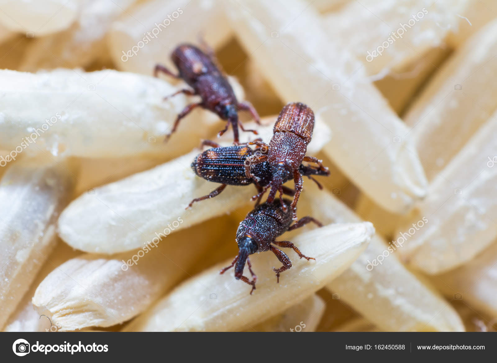 Rice weevils (Sitophilus oryzae) — Stock Photo © teptong #162450588