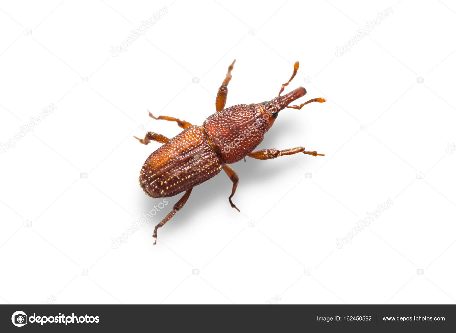 Rice weevils (Sitophilus oryzae) Stock Photo by ©teptong 162450592
