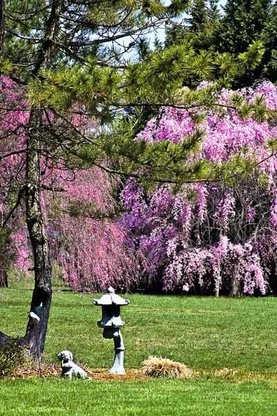 Cherry blossom willow tree | Weeping Willow Tree in Full Bloom, pink ...