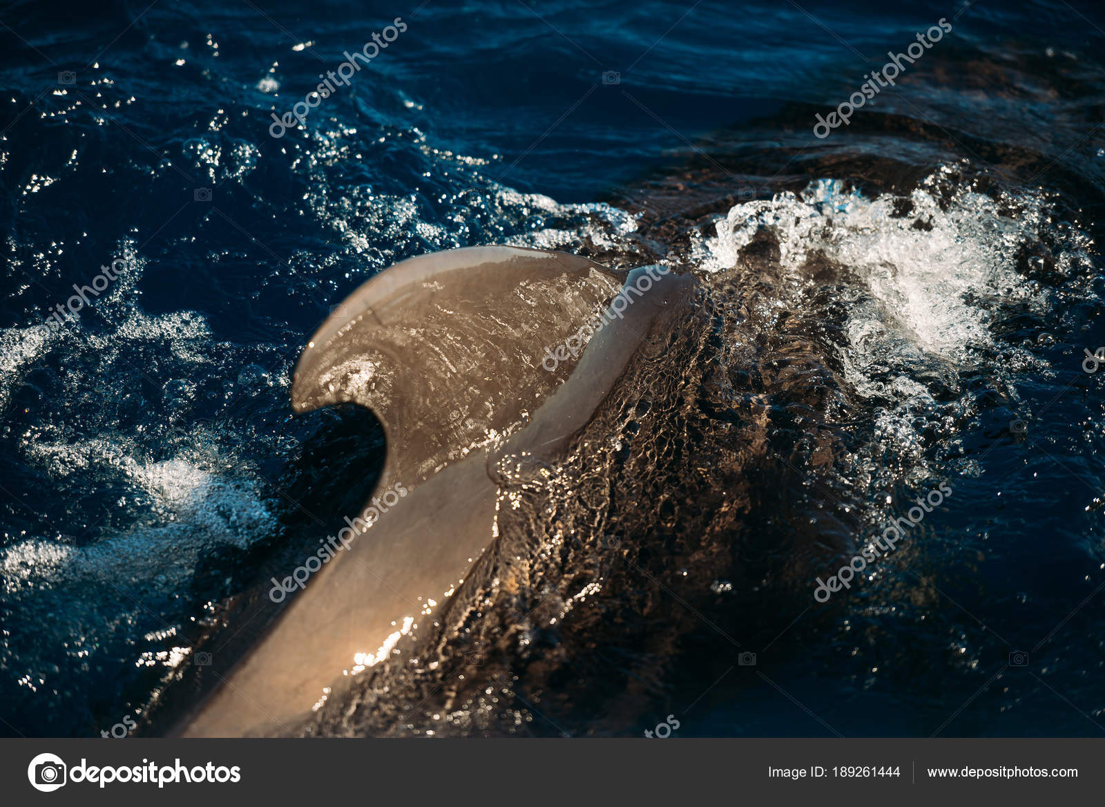 Dolphin Fin Jumping Blue Ocean — Stock Photo © JevgenijKirilenko #189261444