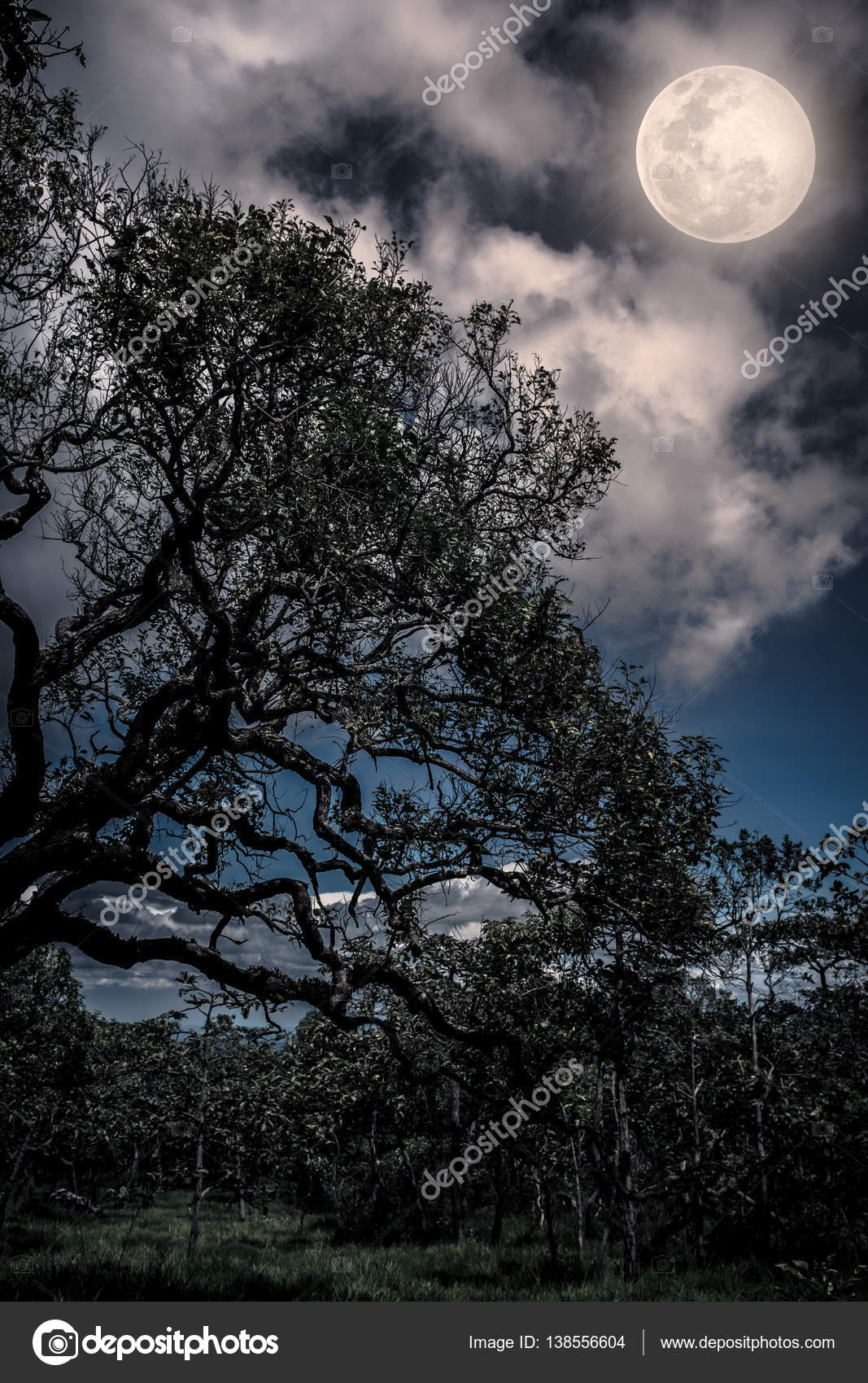 Full Moon Through Trees