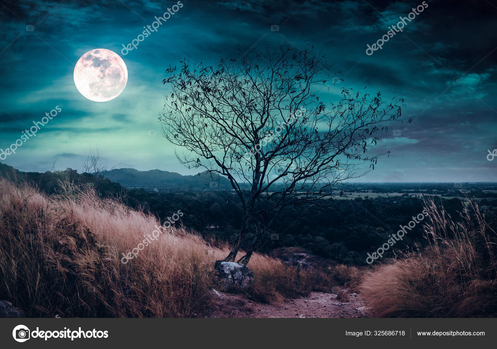 Forest At Night With Full Moon