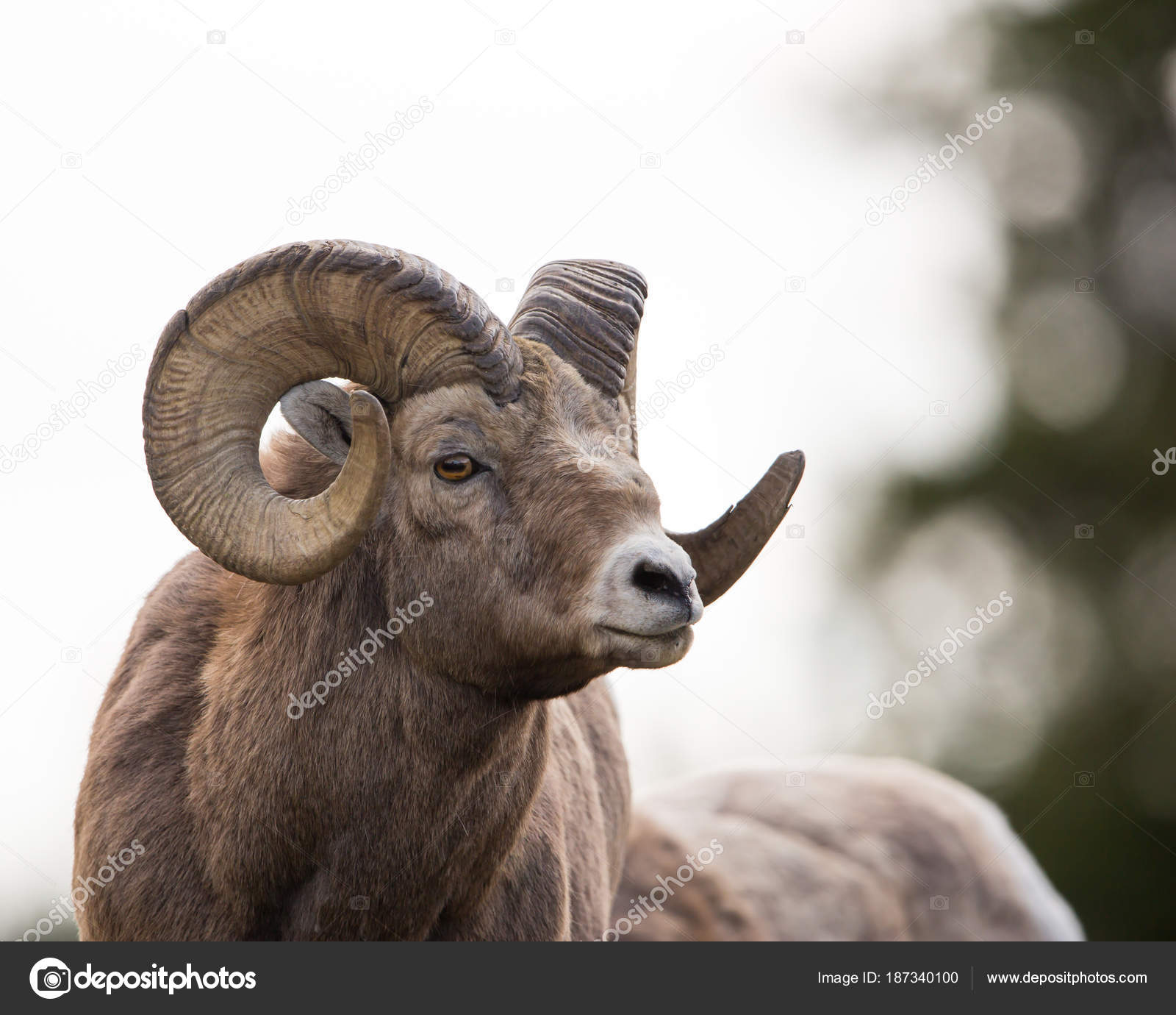 Old Ram — Stock Photo © Rmoffat #187340100