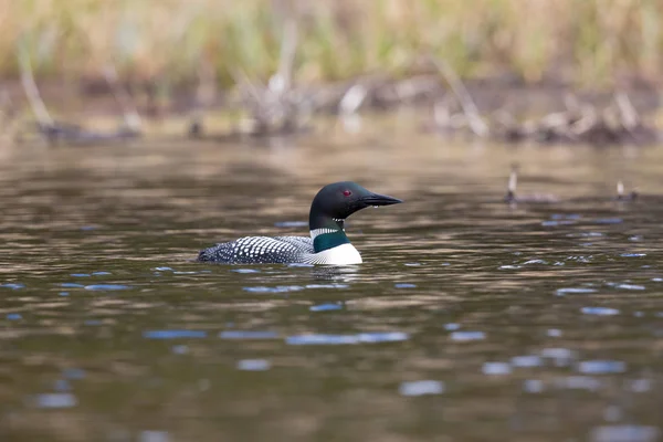 Waiting calmly Stock Photos, Royalty Free Waiting calmly Images ...