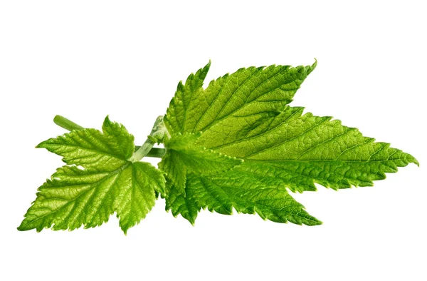 Feuille de cassis isolé Stock Photos, Royalty Free Feuille de cassis ...